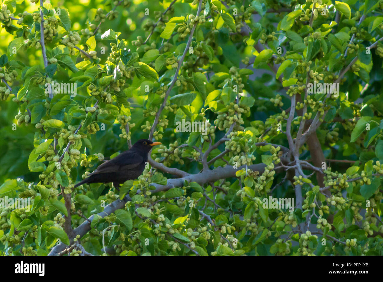 Turdus merula Male Blackbird perching in a white Mulberry tree Eating ...