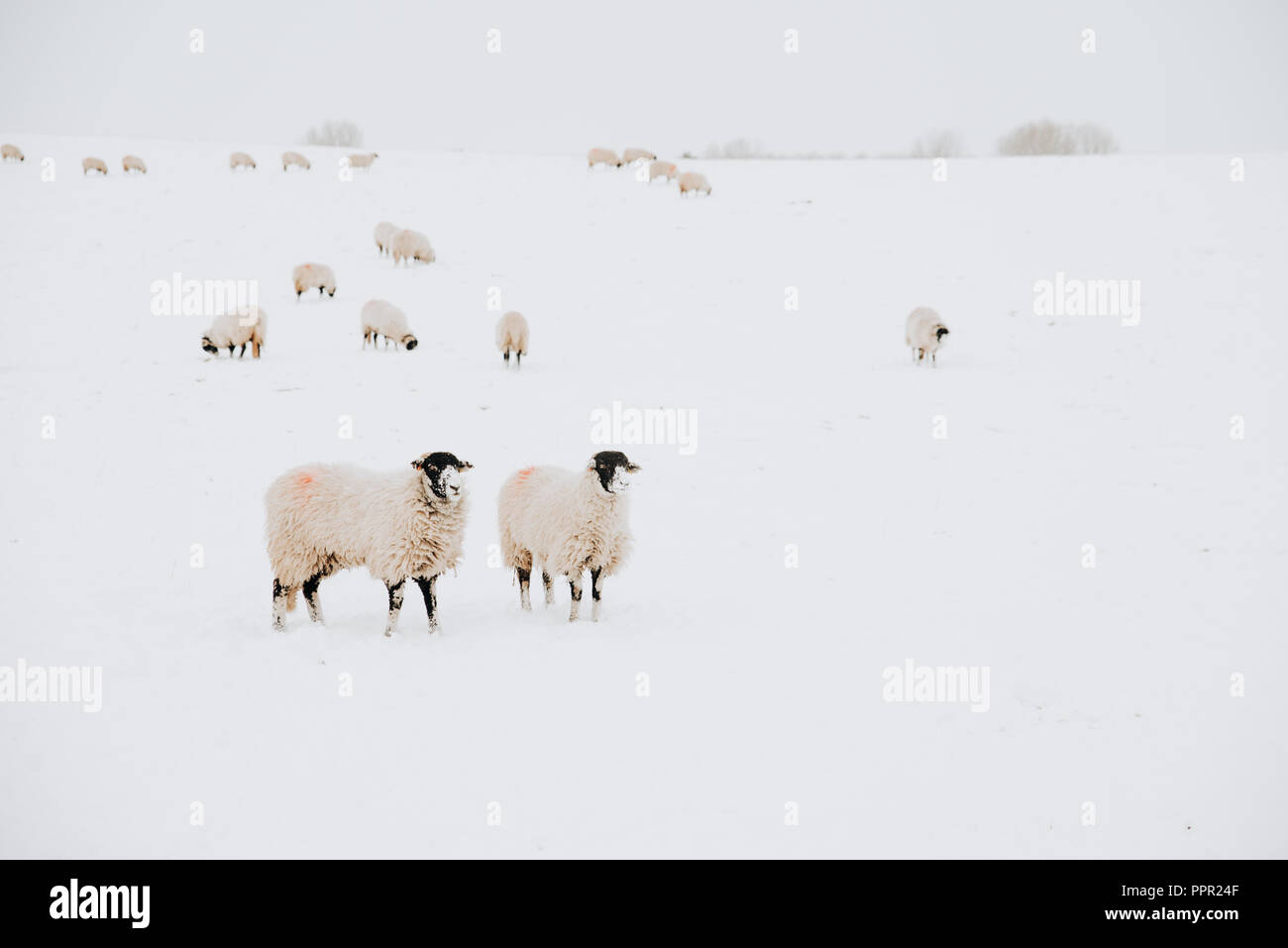 Lake district snow sheep hi-res stock photography and images - Alamy