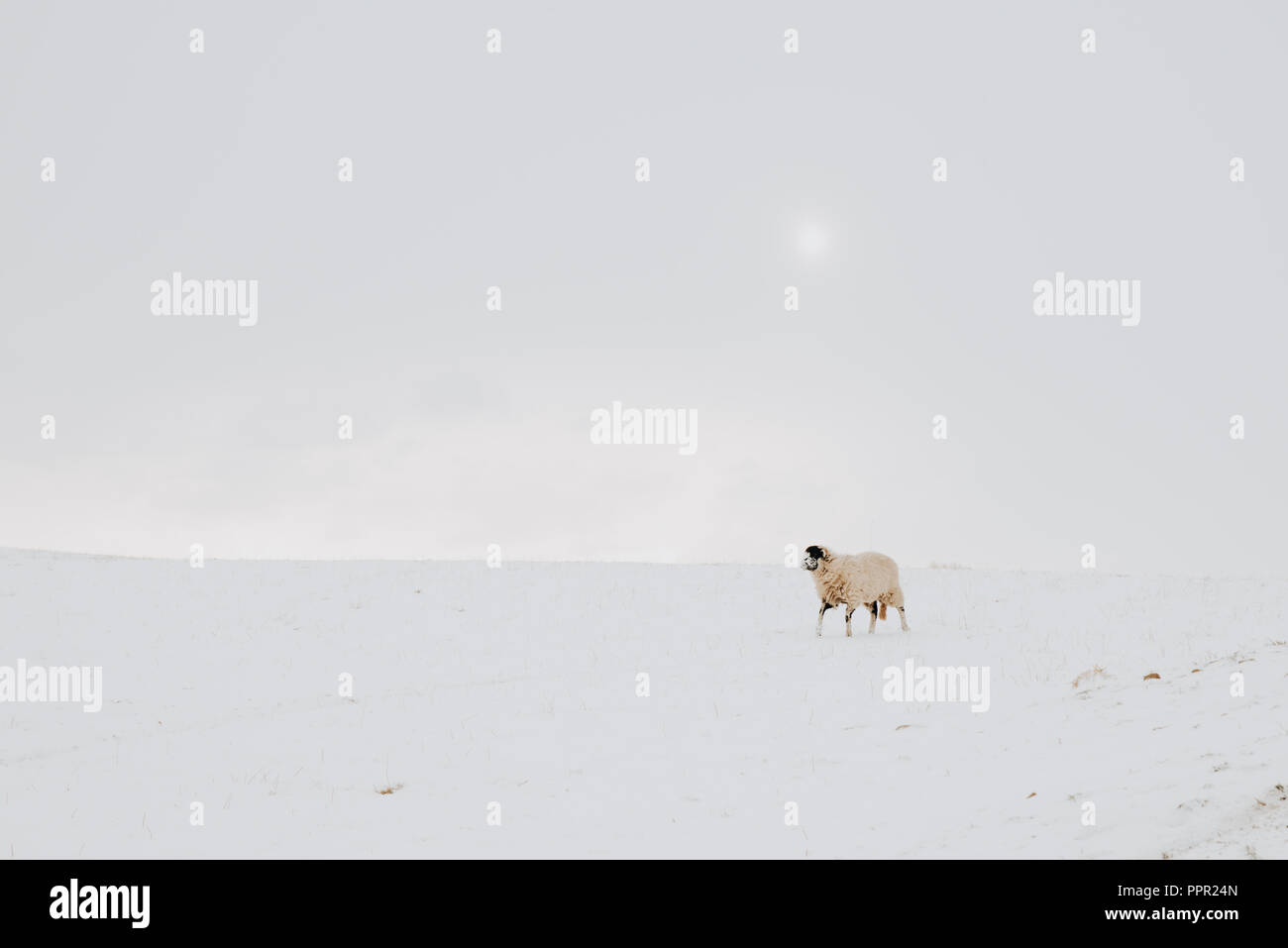 Lake district snow sheep hi-res stock photography and images - Alamy