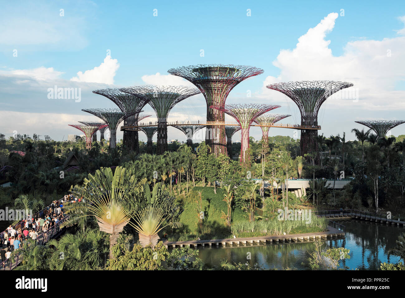 Supertree grove at Gardens by the bay in Singapore Stock Photo - Alamy