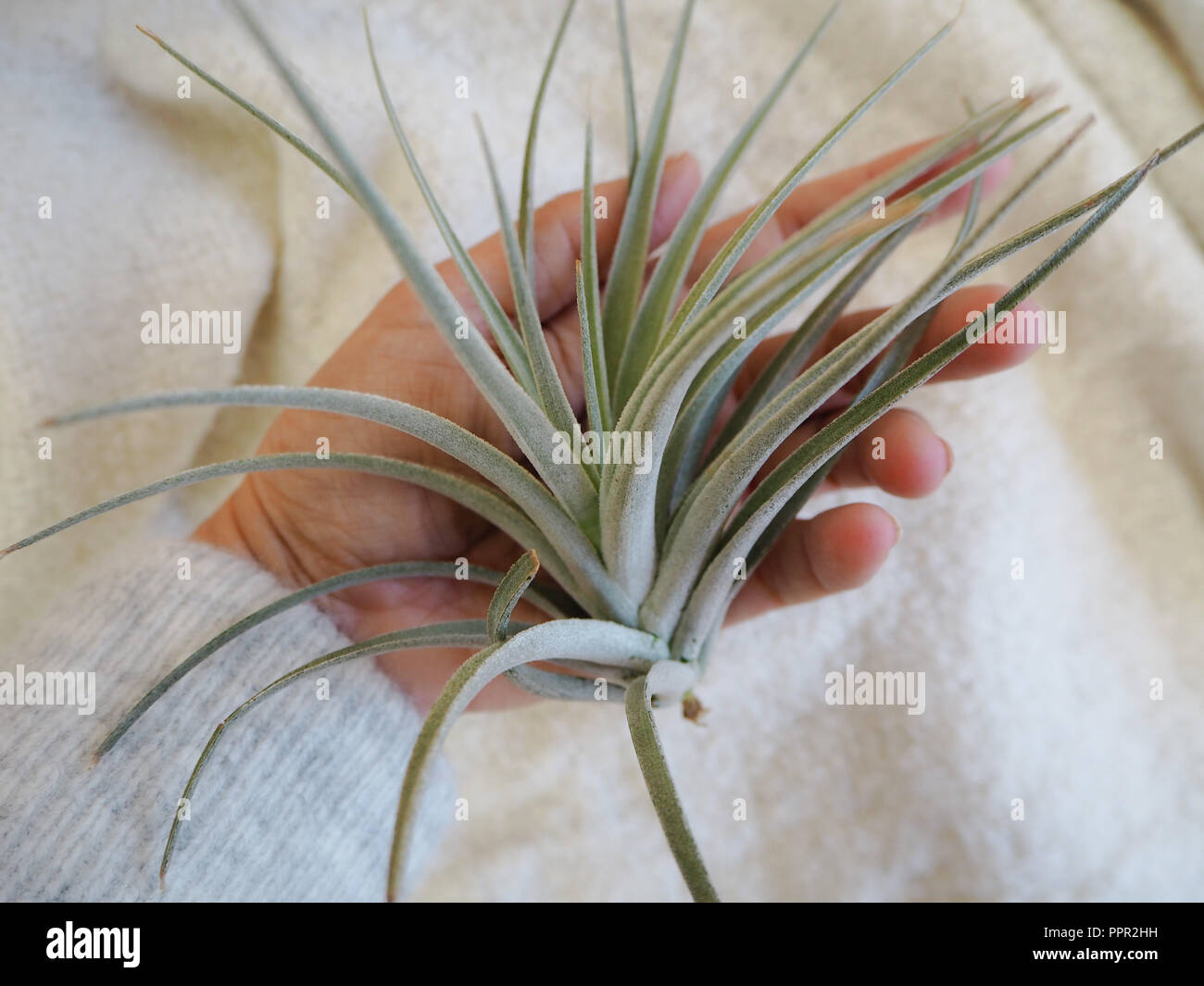 Epiphyte plant hi-res stock photography and images - Alamy
