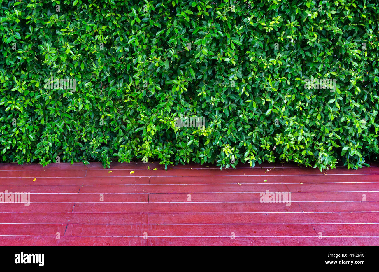 Banyan tree leaf hi-res stock photography and images - Alamy