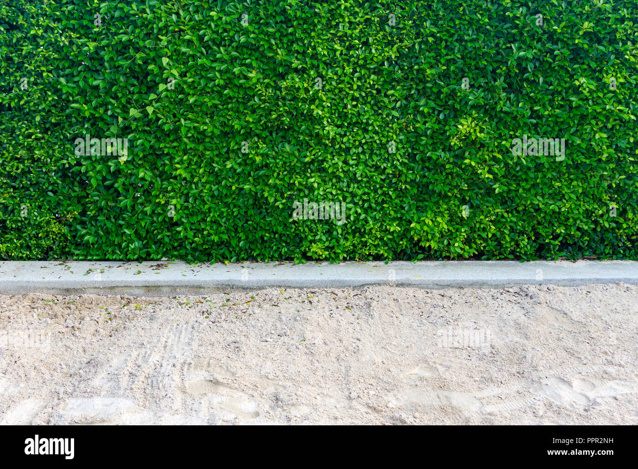 Green Leaves background of Ficus annulata or Banyan Tree Leaf and sand ...