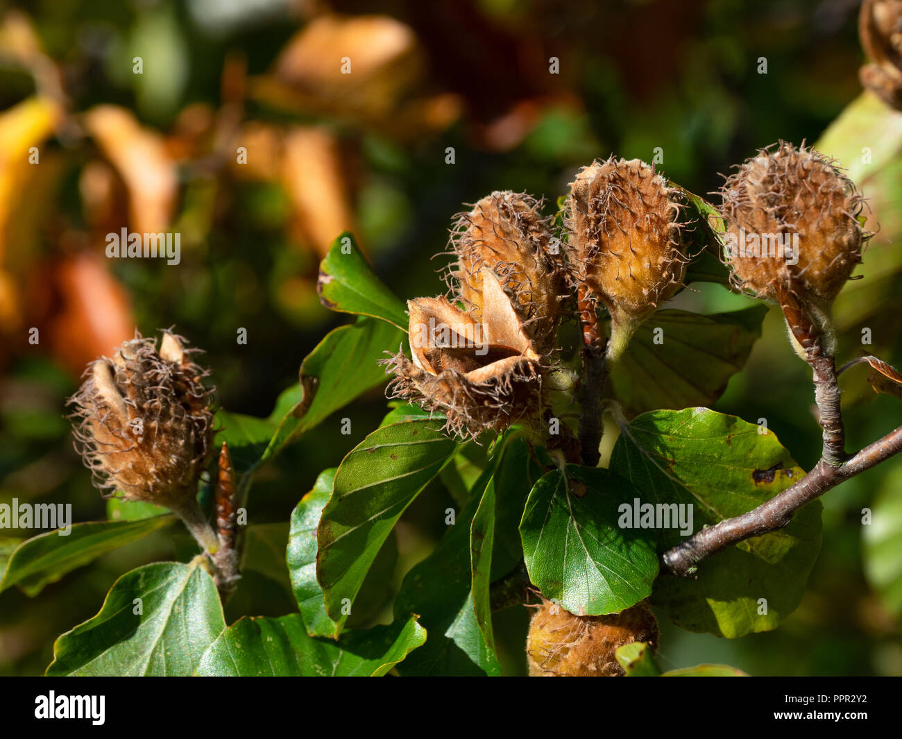 Beech leaves and mast hi-res stock photography and images - Alamy