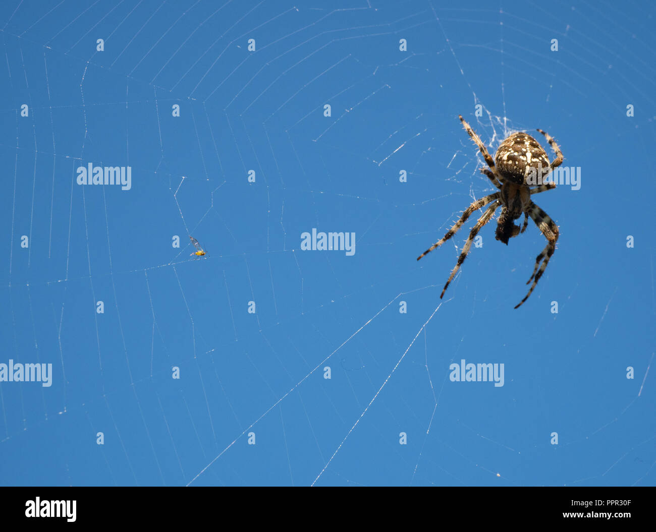 Garden Spider & Fly Stock Photo - Alamy