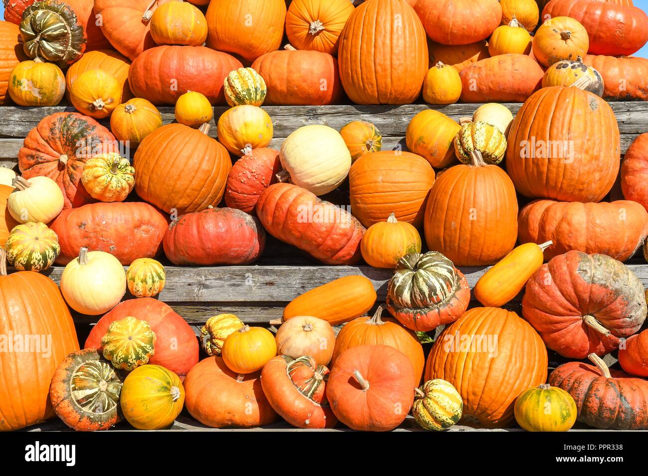Different kinds pumpkins hi-res stock photography and images - Alamy