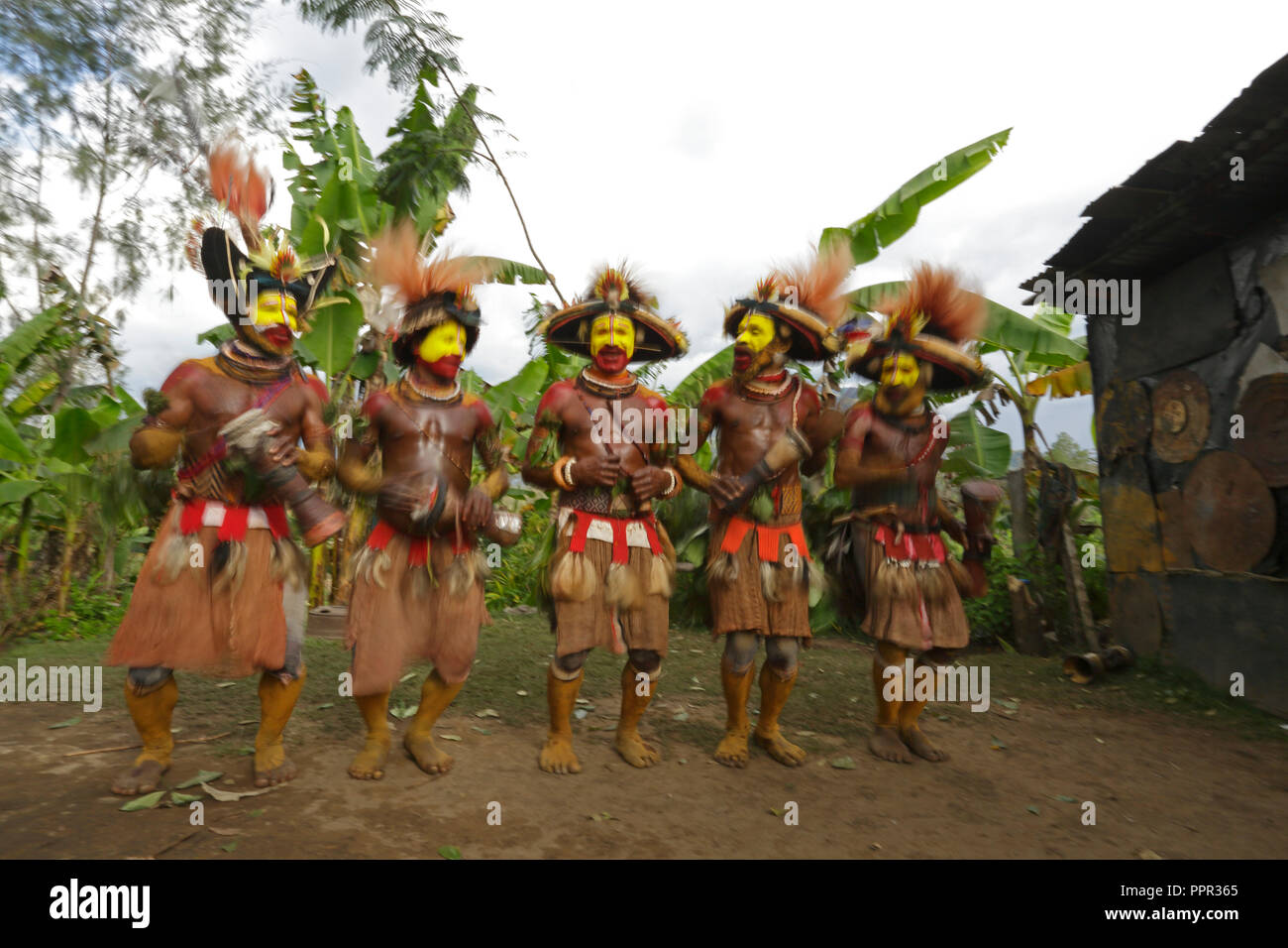Huli Wigmen in traditional dress dancing in Papua new Guinea Stock ...