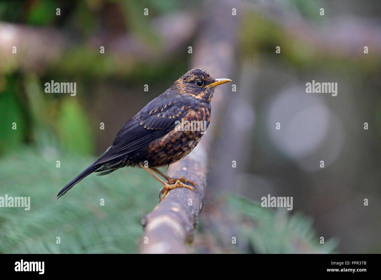 Juvenile Island Thrush Papua new Guinea Stock Photo - Alamy