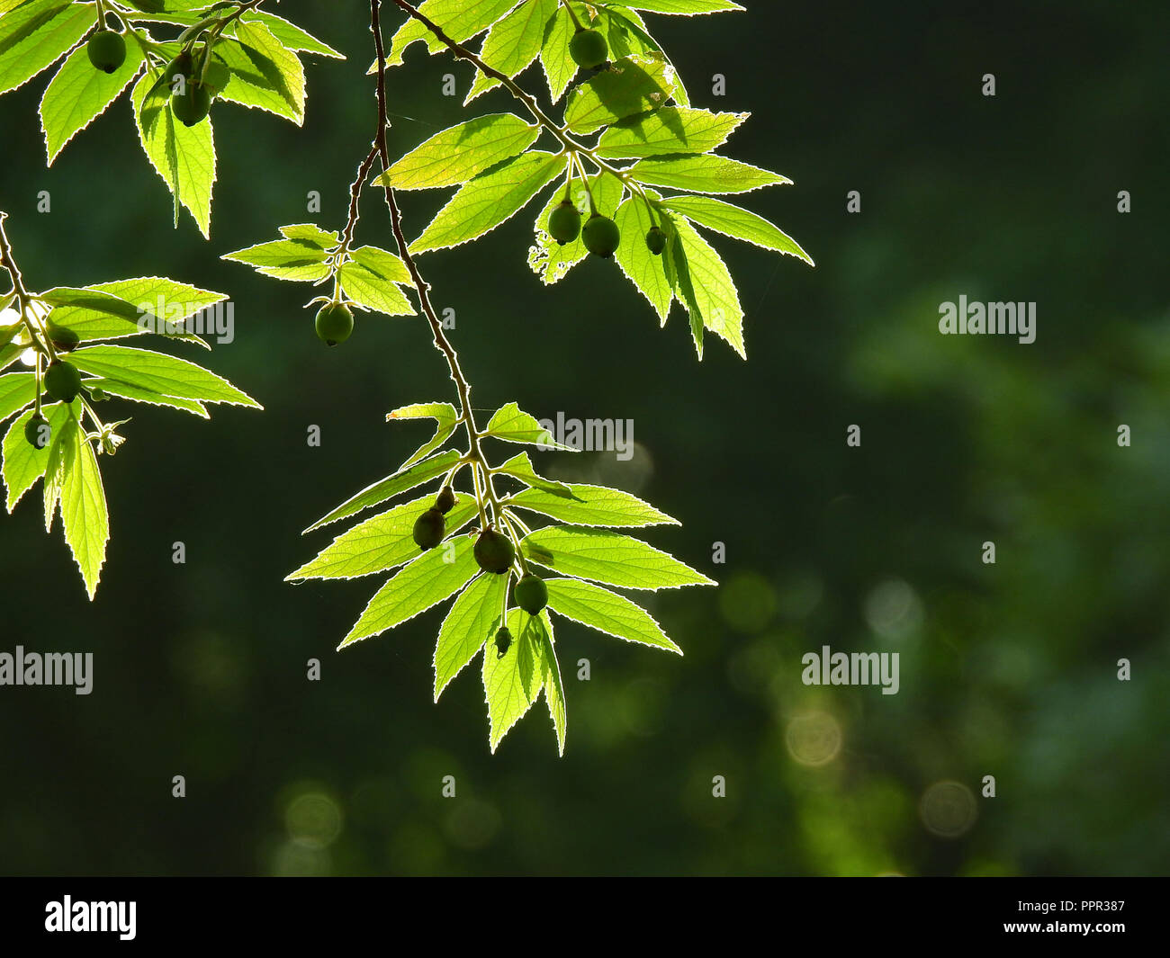 Back light of green leaf background Stock Photo - Alamy