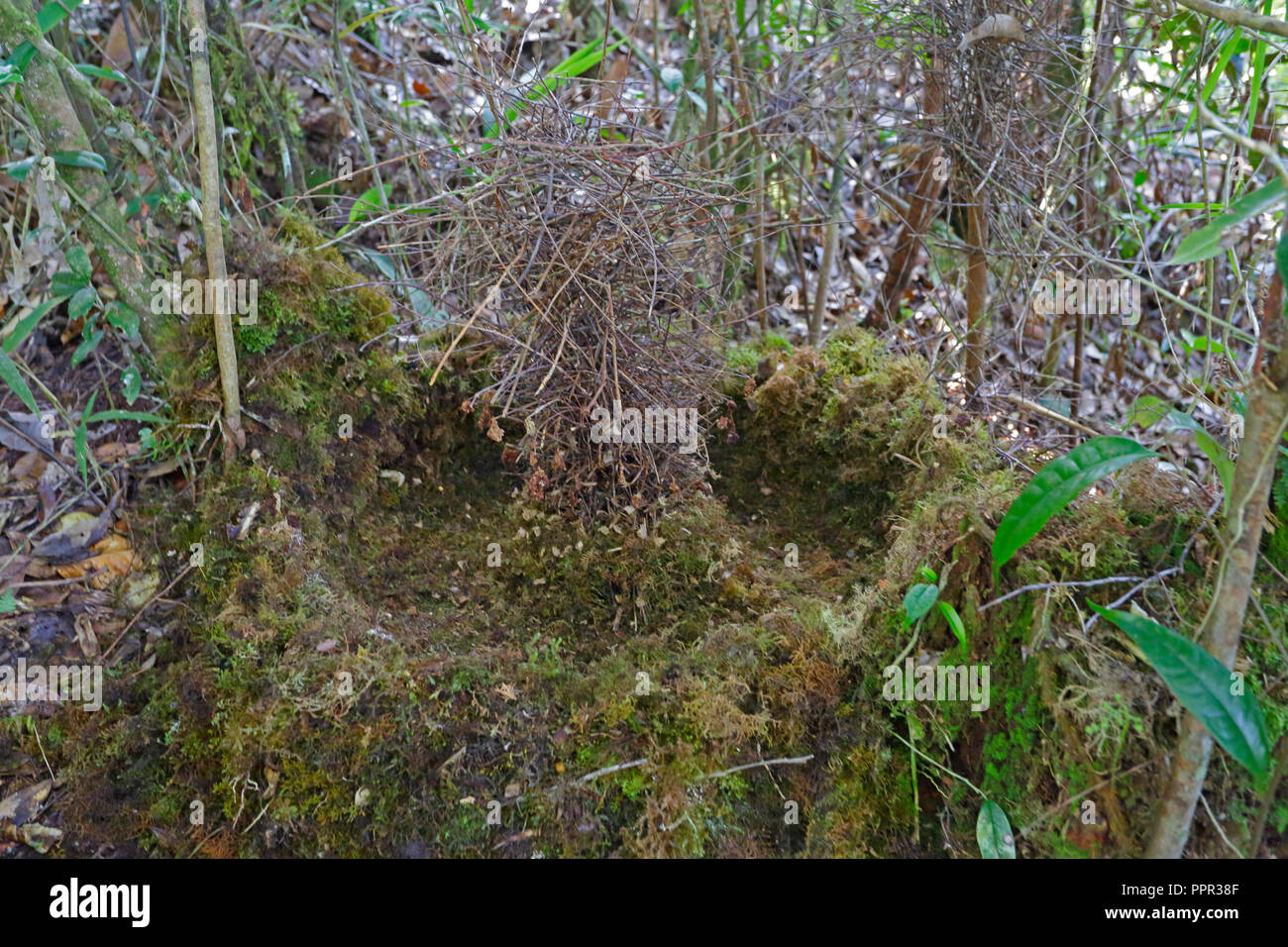 Bower Bird Stock Photos & Bower Bird Stock Images - Alamy