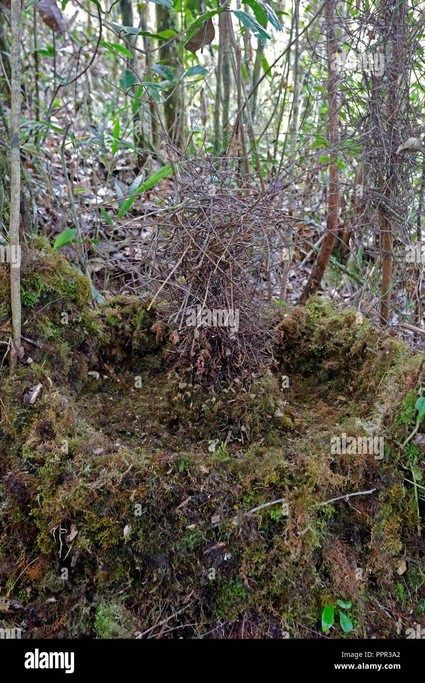 Macgregor's bower bird hi-res stock photography and images - Alamy