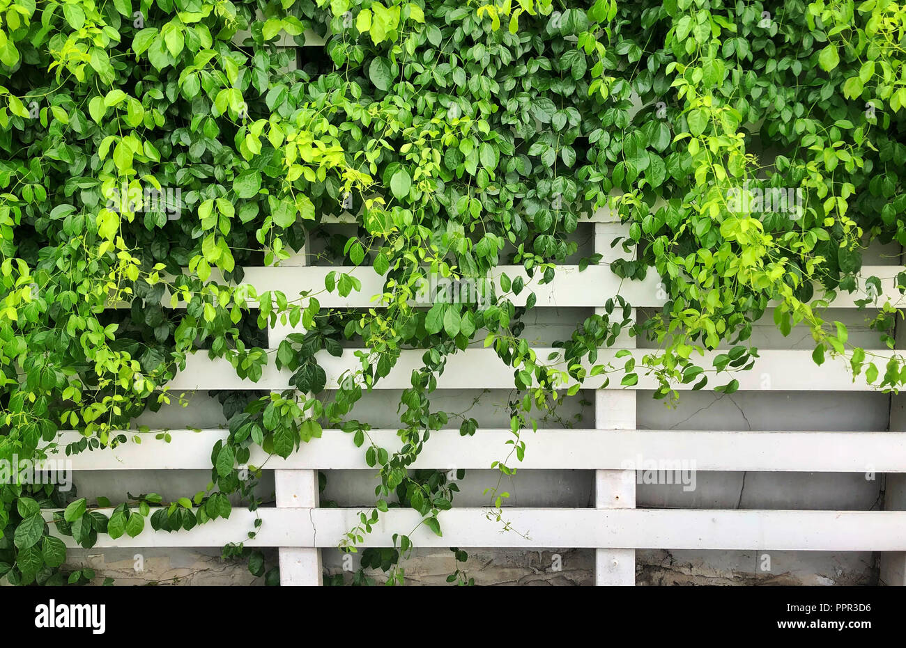 Tree growing over fence hi-res stock photography and images - Alamy