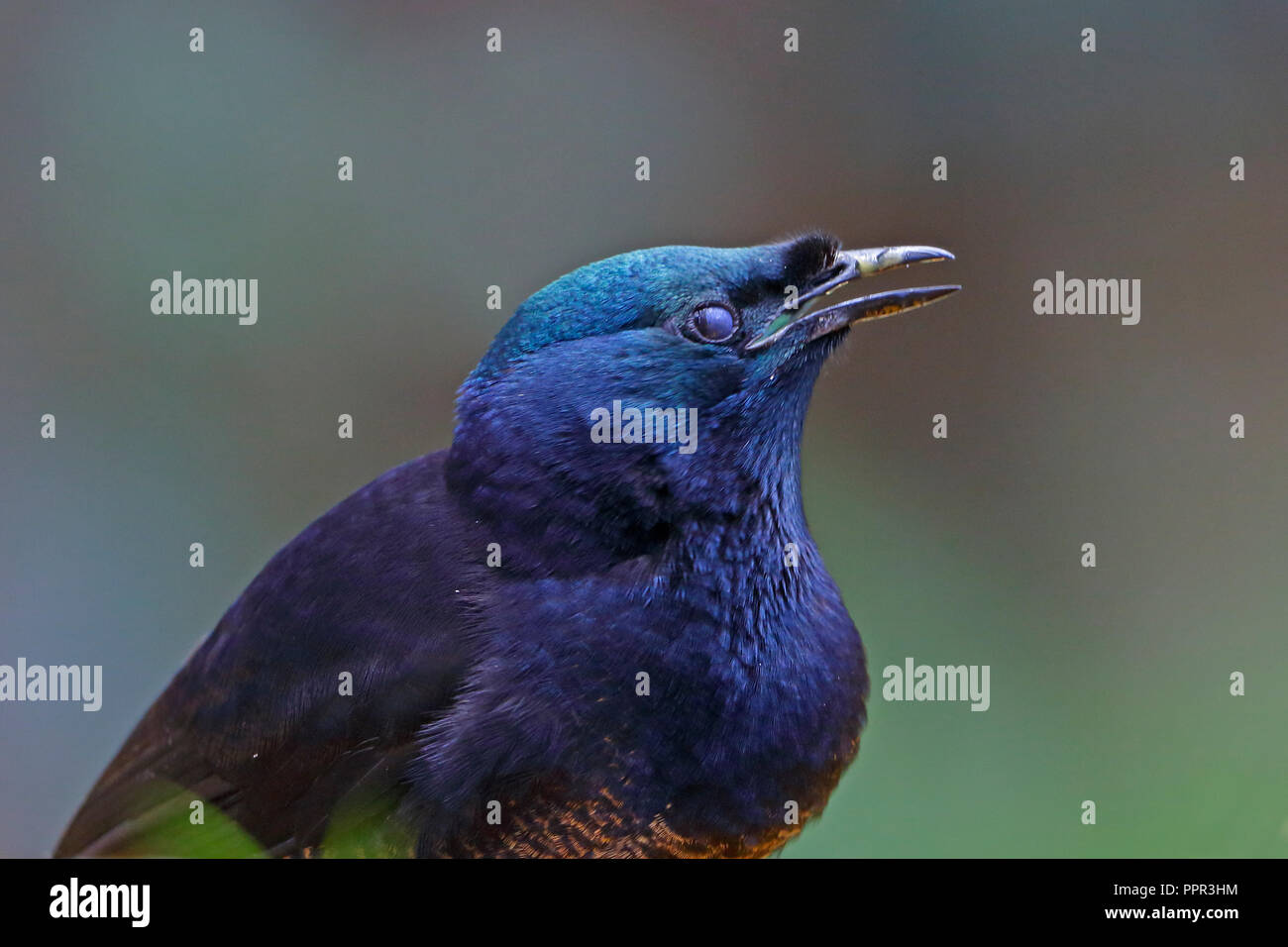 Male Ribbon-tailed astrapia in Papua New Guinea Stock Photo - Alamy
