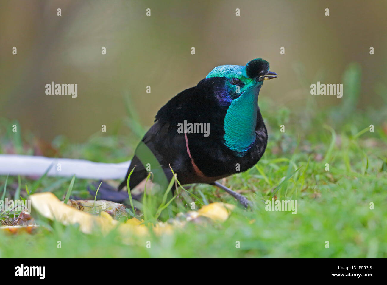 Male Ribbon-tailed astrapia in Papua New Guinea Stock Photo - Alamy