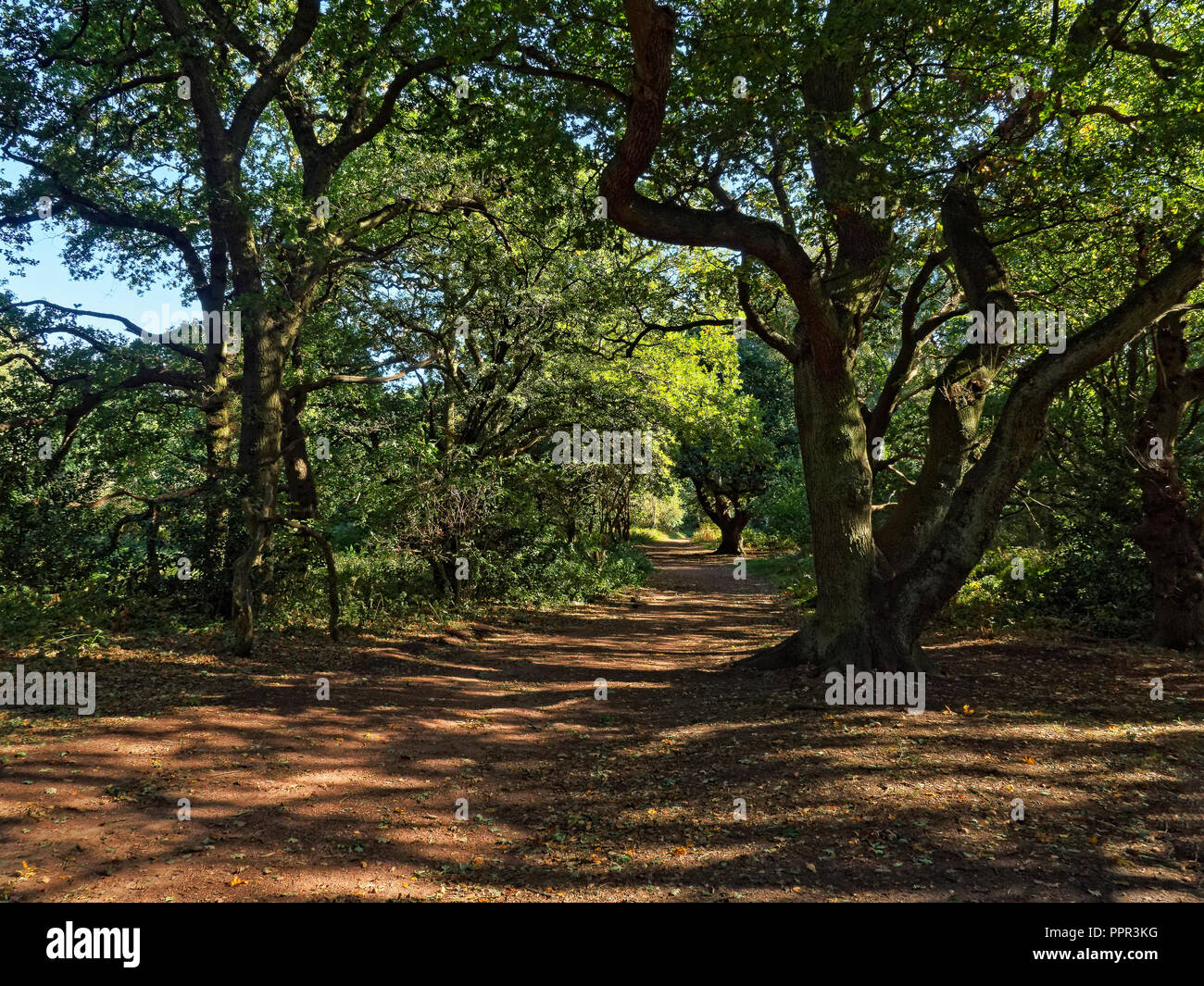 Oak tree by a hedge hi-res stock photography and images - Alamy