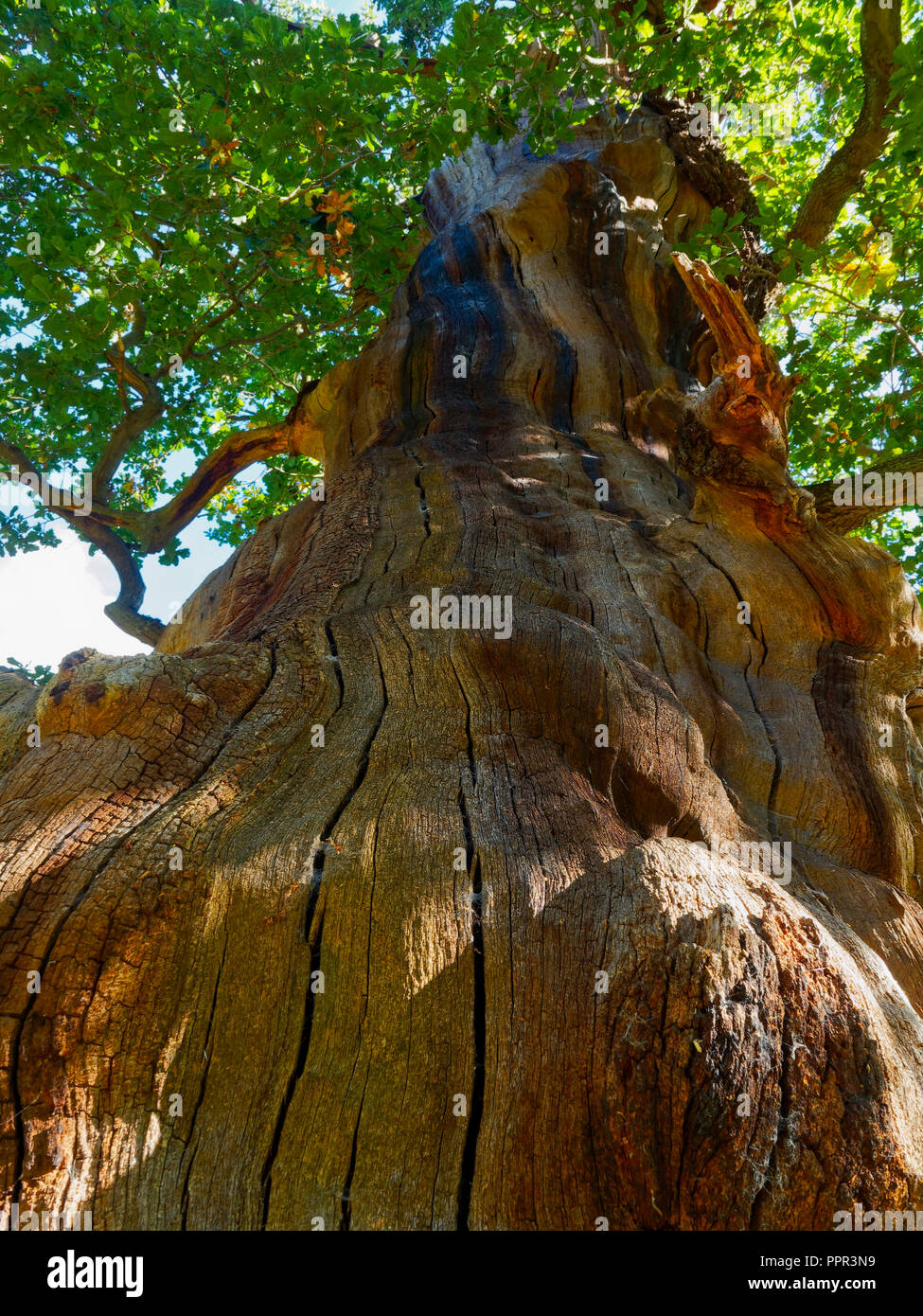 A view up the multi-coloured striped trunk of an oak tree, that has ...