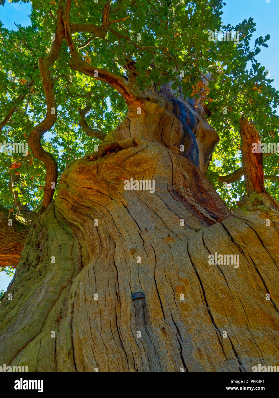 Oak Tree Uk September High Resolution Stock Photography and Images - Alamy