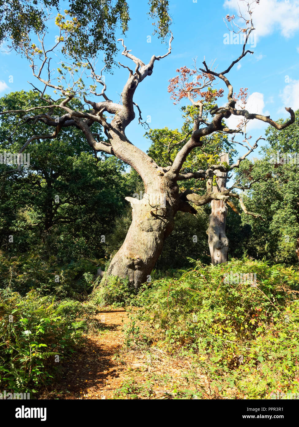 Brambles Forest Stock Photos & Brambles Forest Stock Images - Alamy