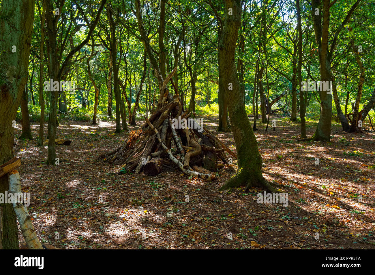 In a clearing in Sherwood Forest is a den or hideout made of old fallen ...
