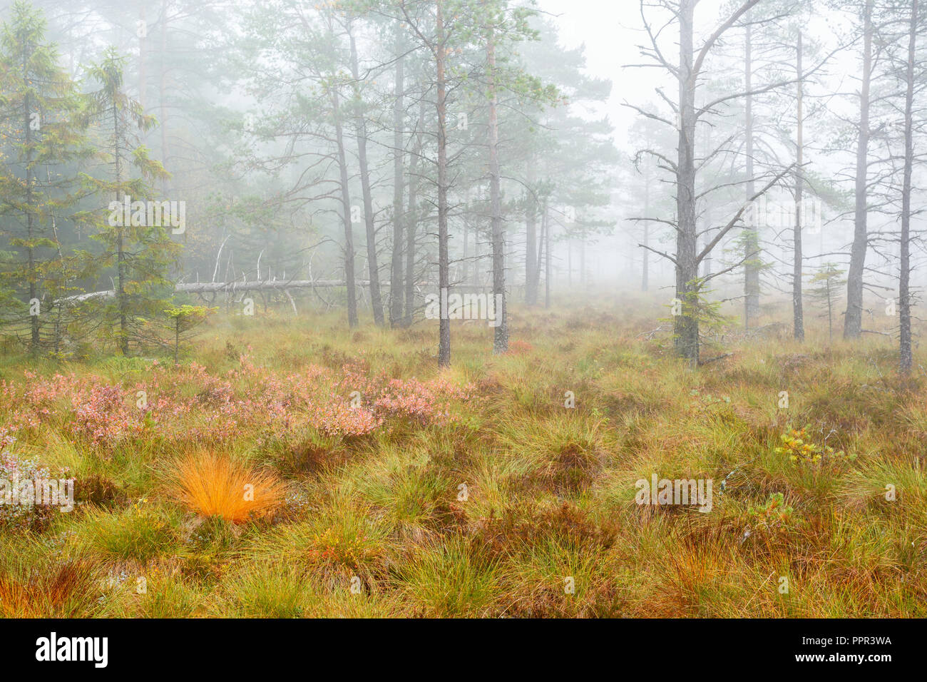 Fog grass marshland hi-res stock photography and images - Alamy