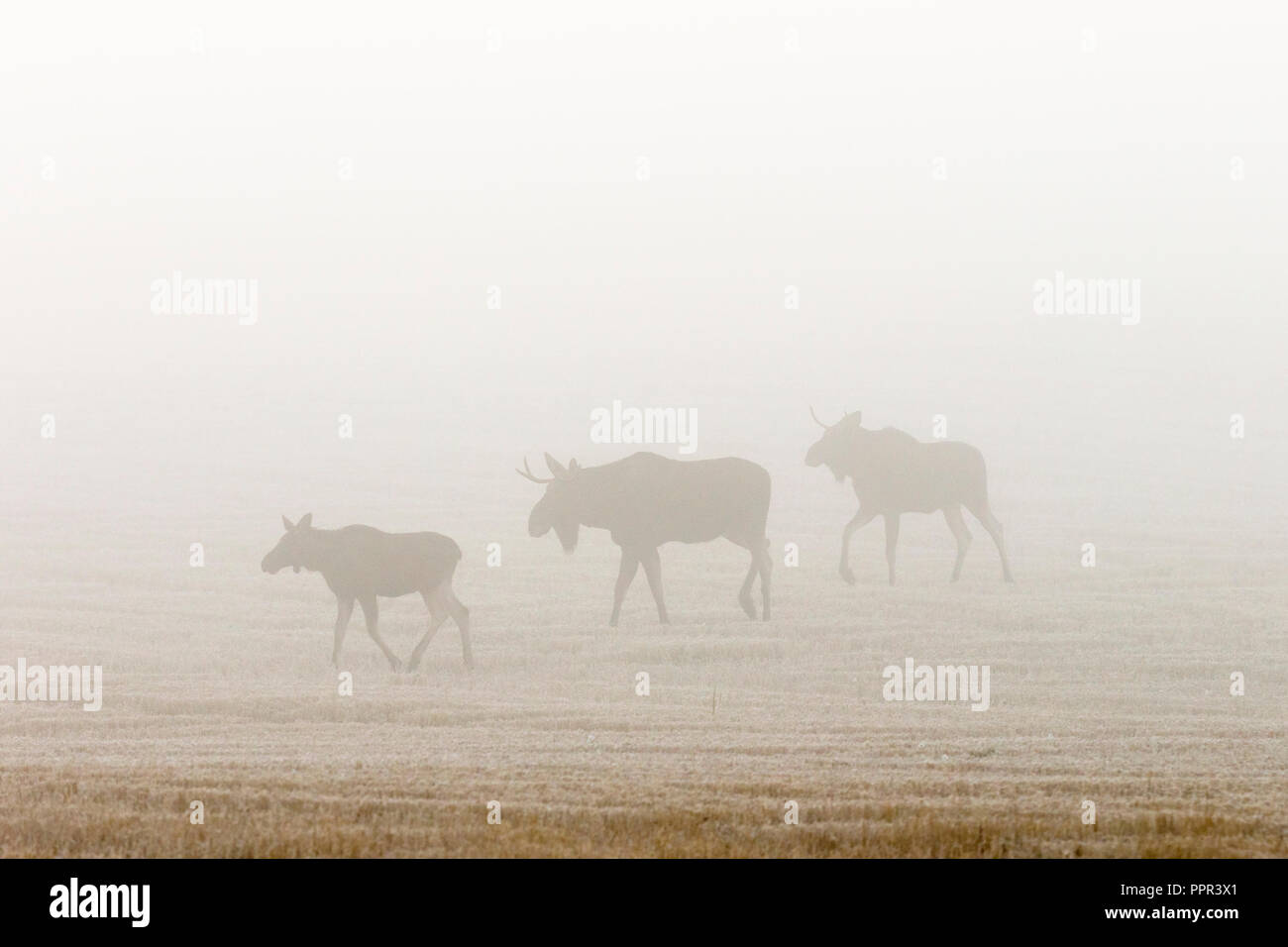 Bull moose in sunrise hi-res stock photography and images - Alamy