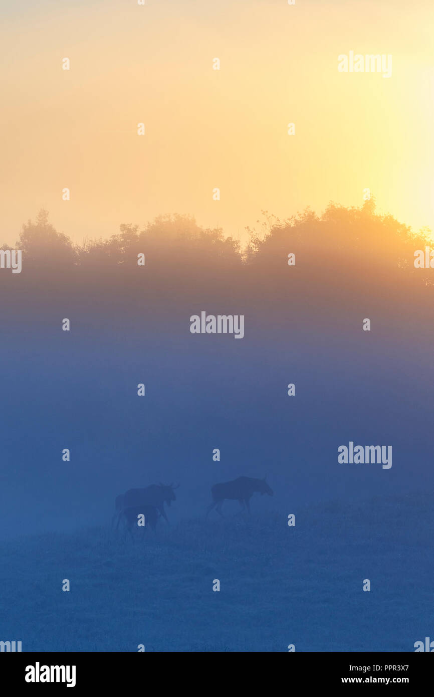 Dawn mist in the sunrise with a flock of Mooses Stock Photo - Alamy