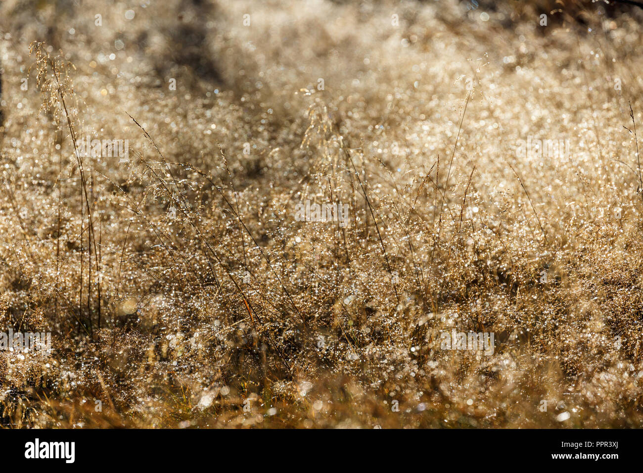 Wet soggy grass hi-res stock photography and images - Alamy