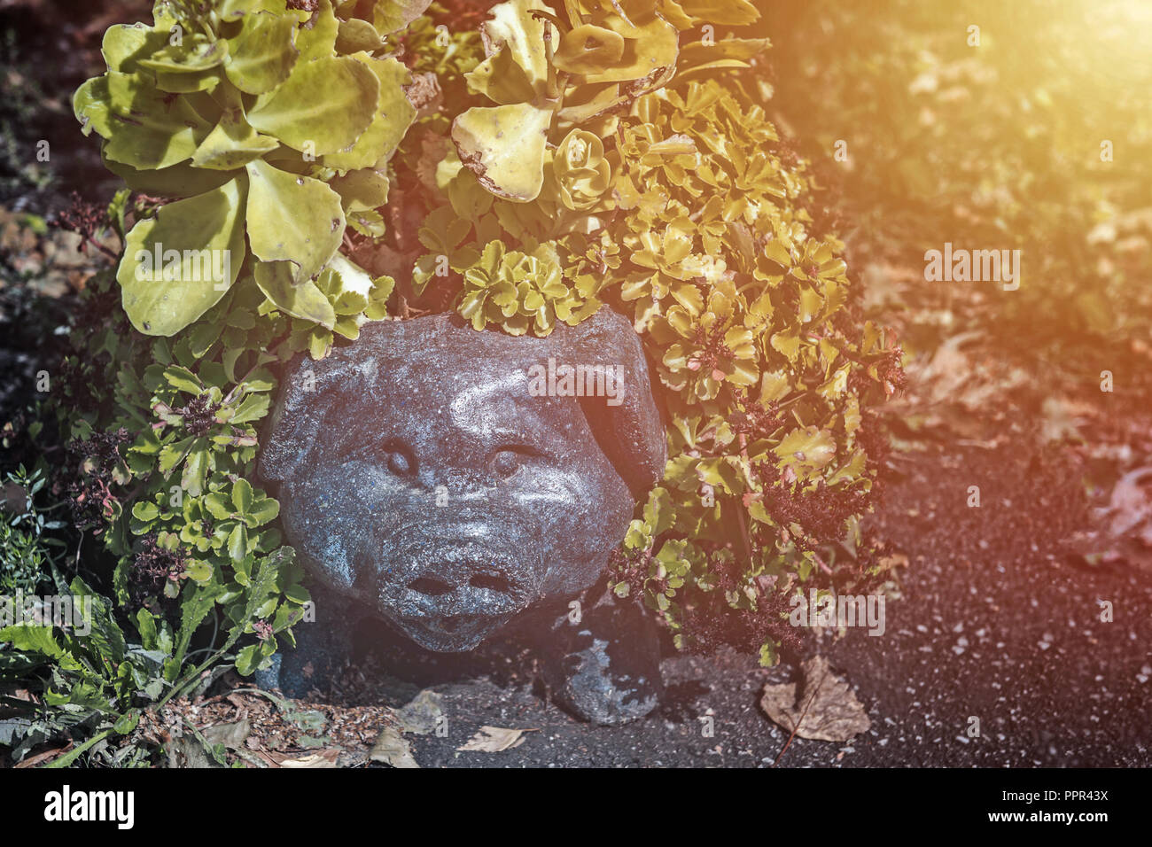 Pig planters hi-res stock photography and images - Alamy
