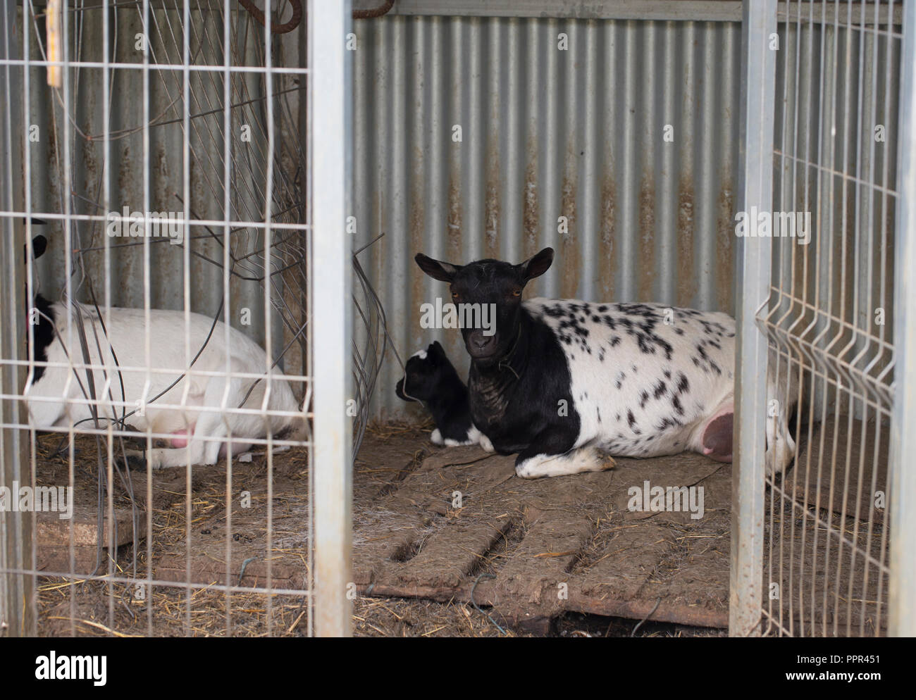 Goat cage hi-res stock photography and images - Alamy