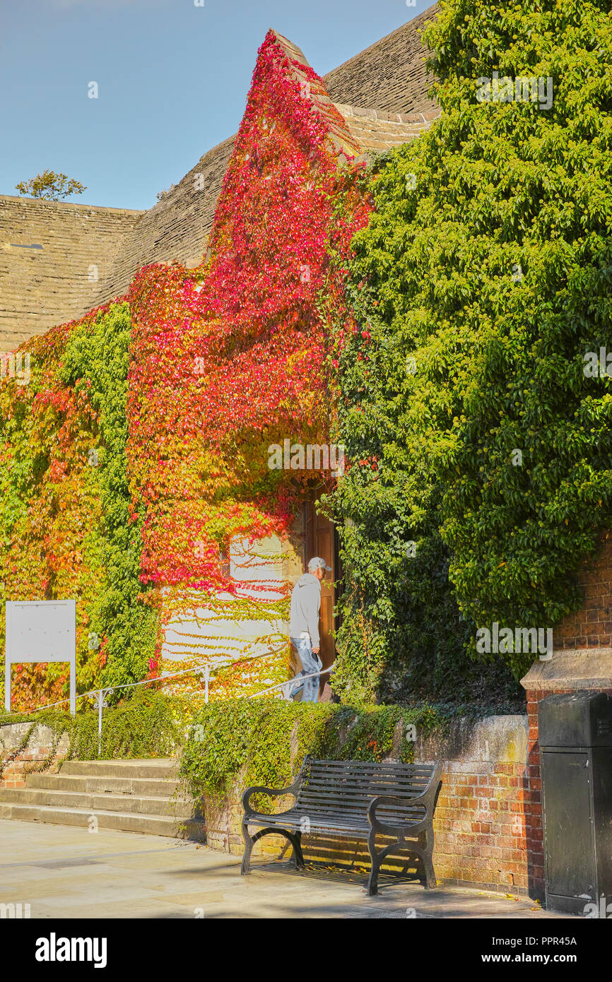 Colorful ivy and climbing plants on the wall of the public library at ...