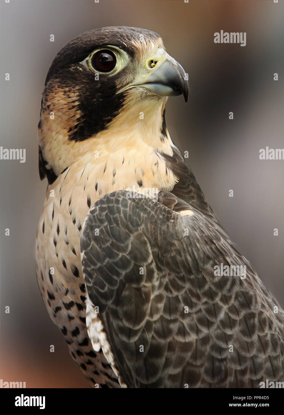 Swooping falcon hi-res stock photography and images - Alamy