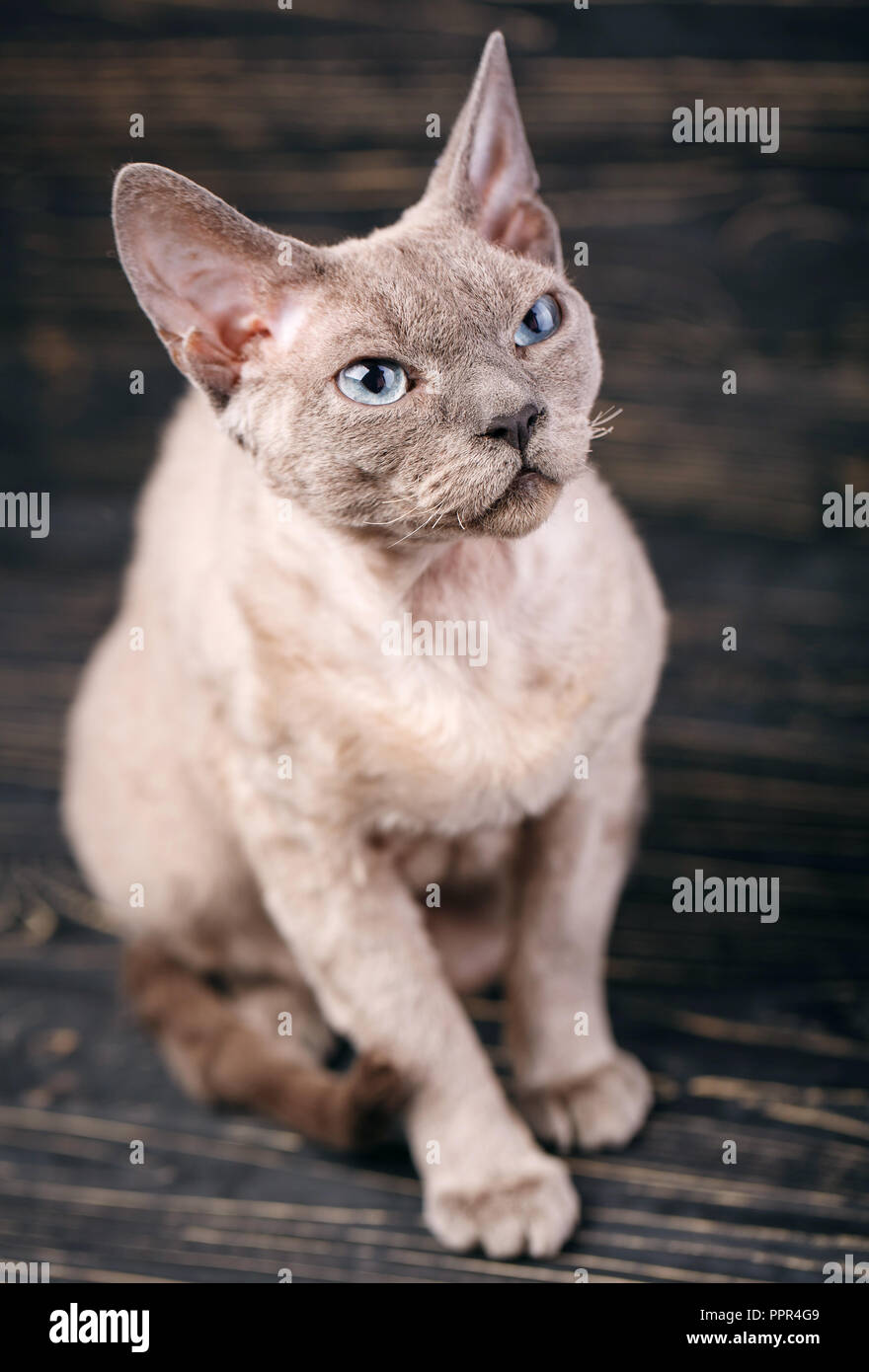 Side view of a Devon rex sitting and staring Stock Photo - Alamy
