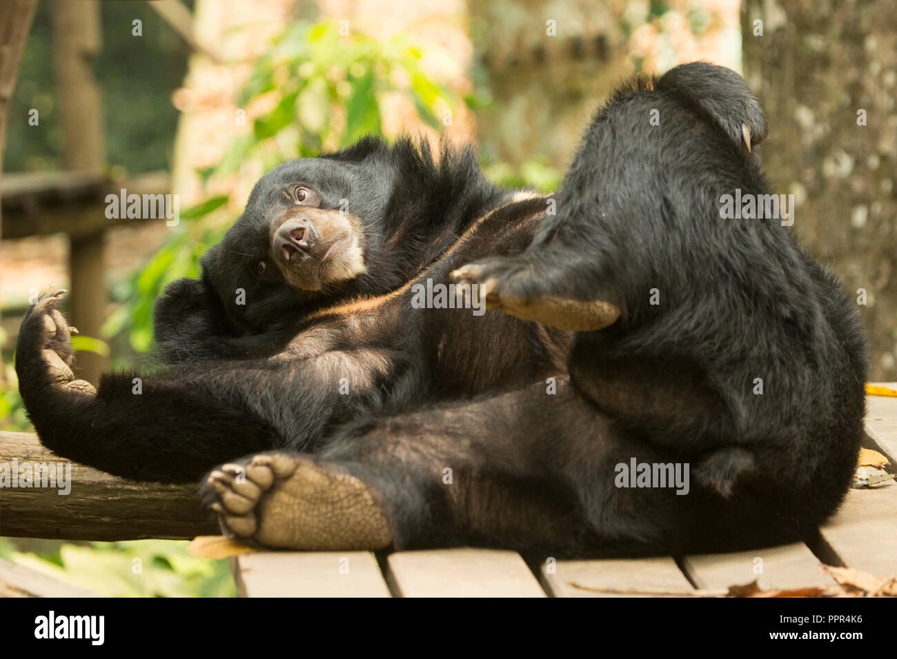 Moon Asiatic Asian Bear endangered due to their poaching for their bile ...