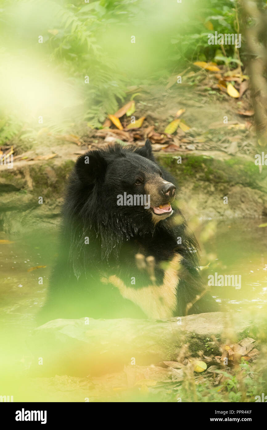 Moon Asiatic Asian Bear endangered due to their poaching for their bile ...