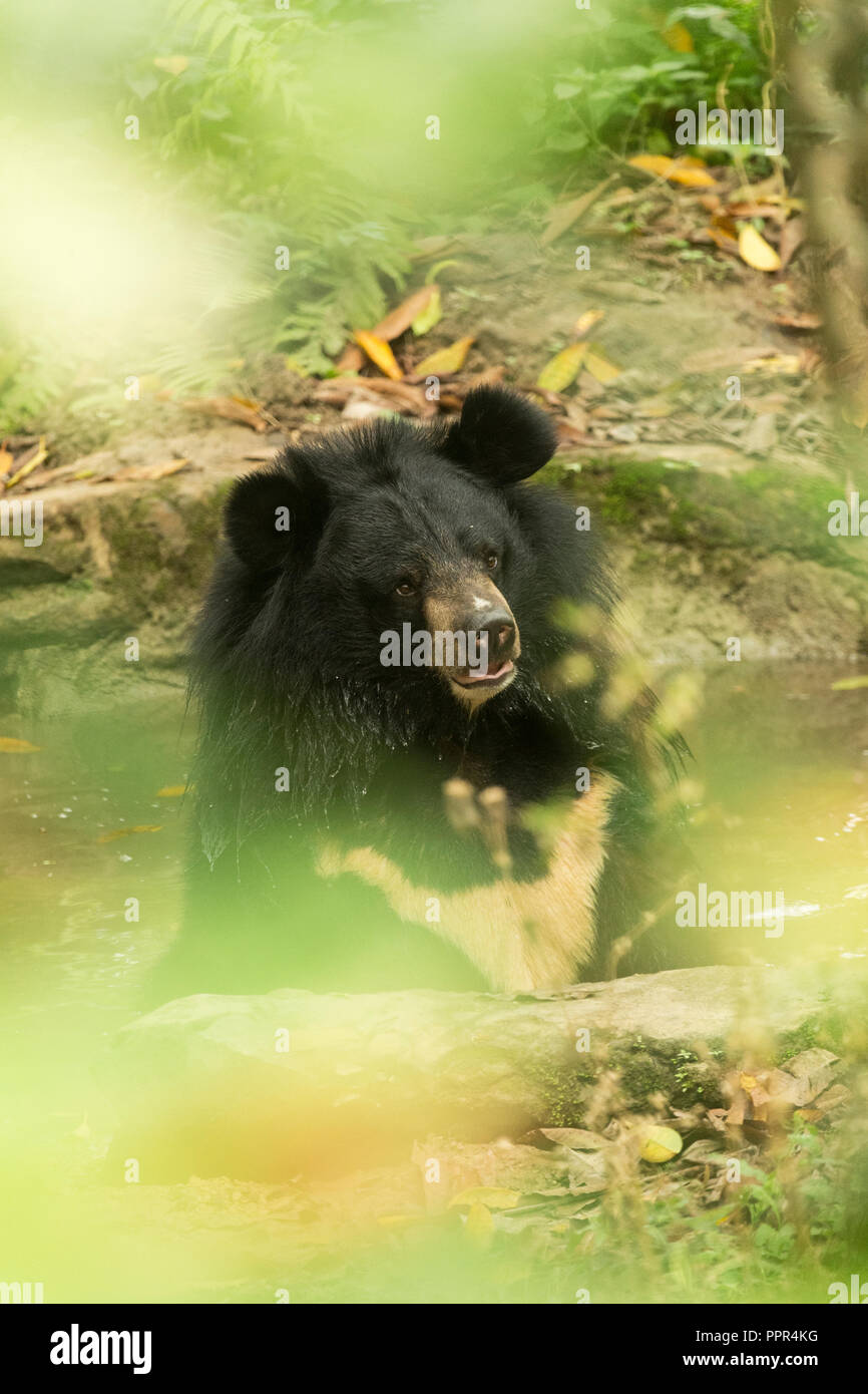 China bear rescue hi-res stock photography and images - Alamy