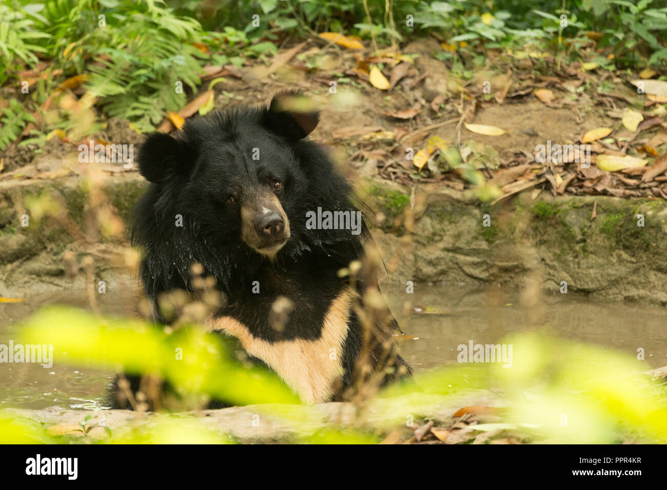 Moon Asiatic Asian Bear endangered due to their poaching for their bile ...