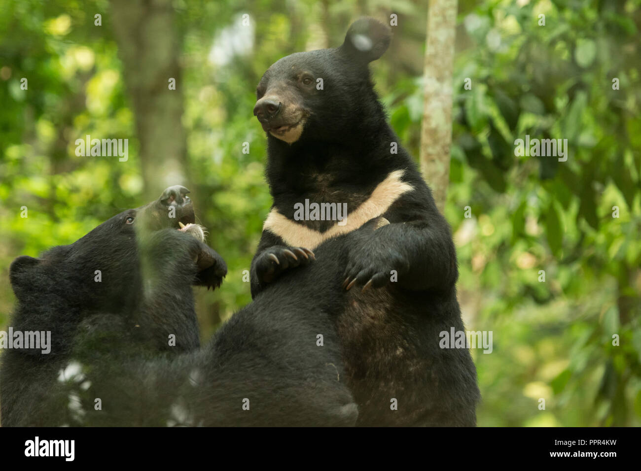 Moon Asiatic Asian Bear endangered due to their poaching for their bile ...