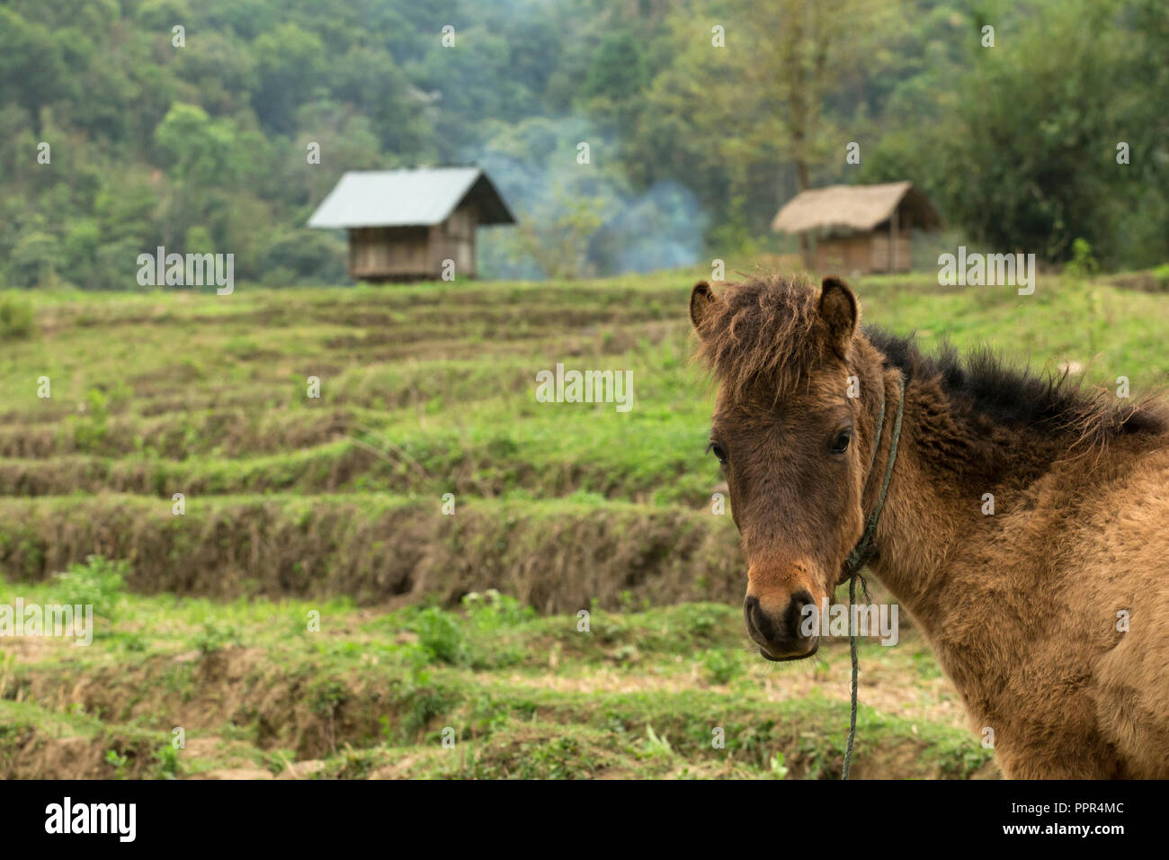 Rare Hmong horses, ponies in rice fields, Xieng Khuang, Laos, Asia ...