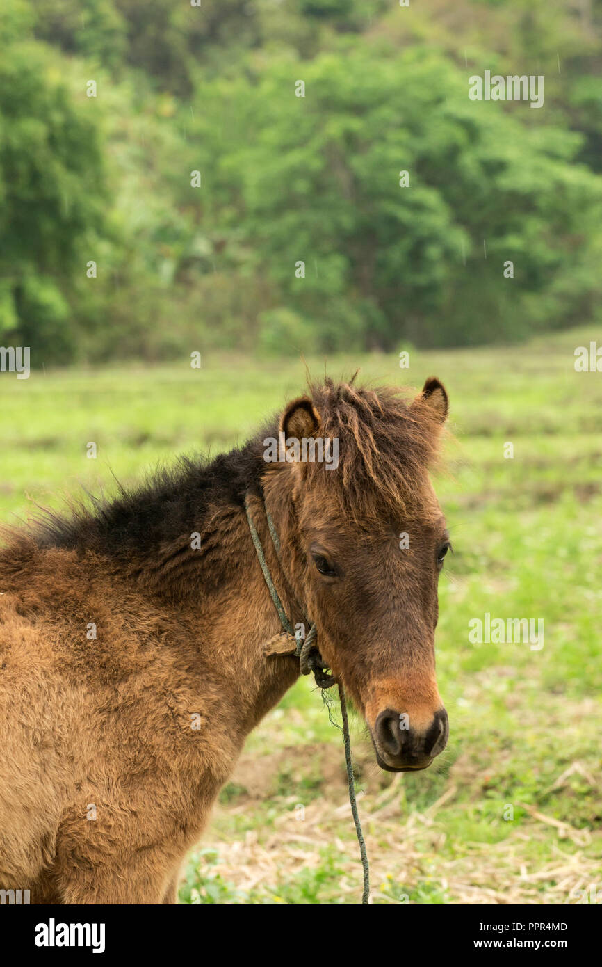 Rare Hmong horses, ponies in rice fields, Xieng Khuang, Laos, Asia ...