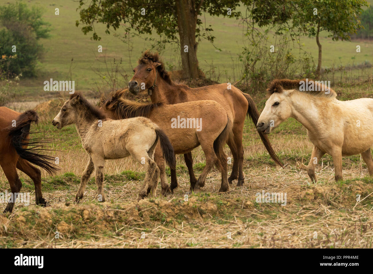 Rare Hmong horses, ponies in rice fields, Xieng Khuang, Laos, Asia ...