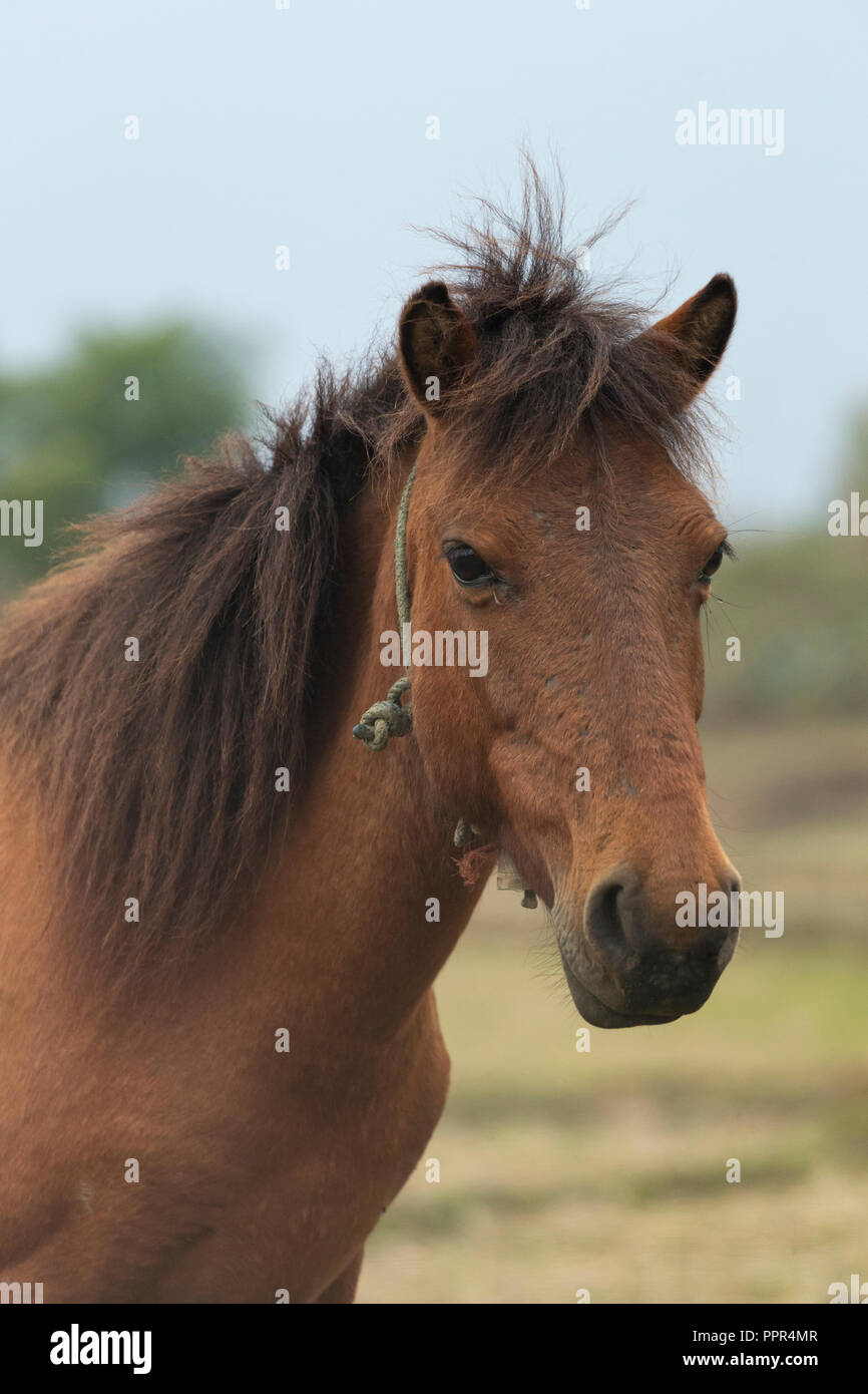 Rare Hmong horses, ponies in rice fields, Xieng Khuang, Laos, Asia ...