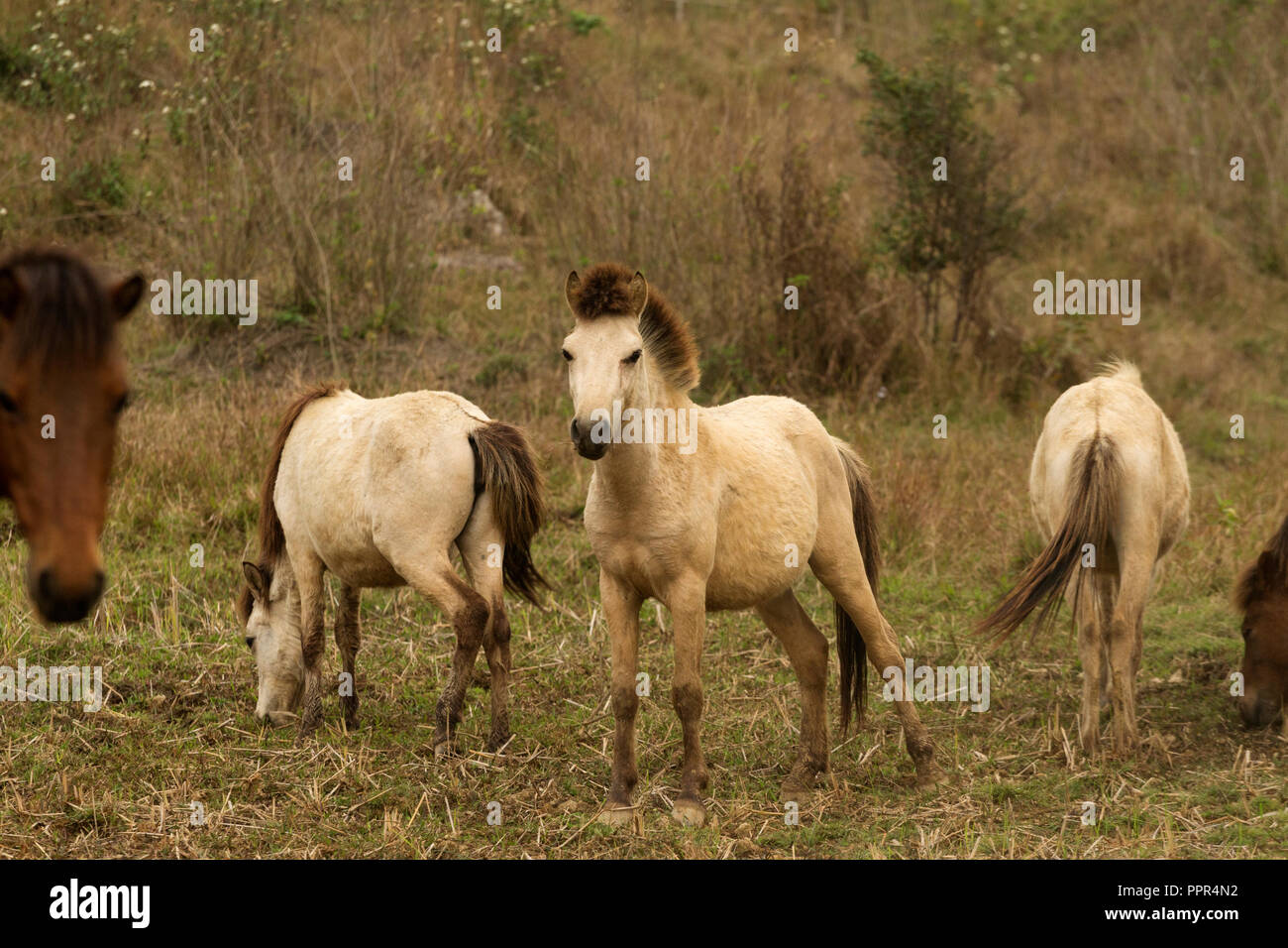 Rare Hmong horses, ponies in rice fields, Xieng Khuang, Laos, Asia ...