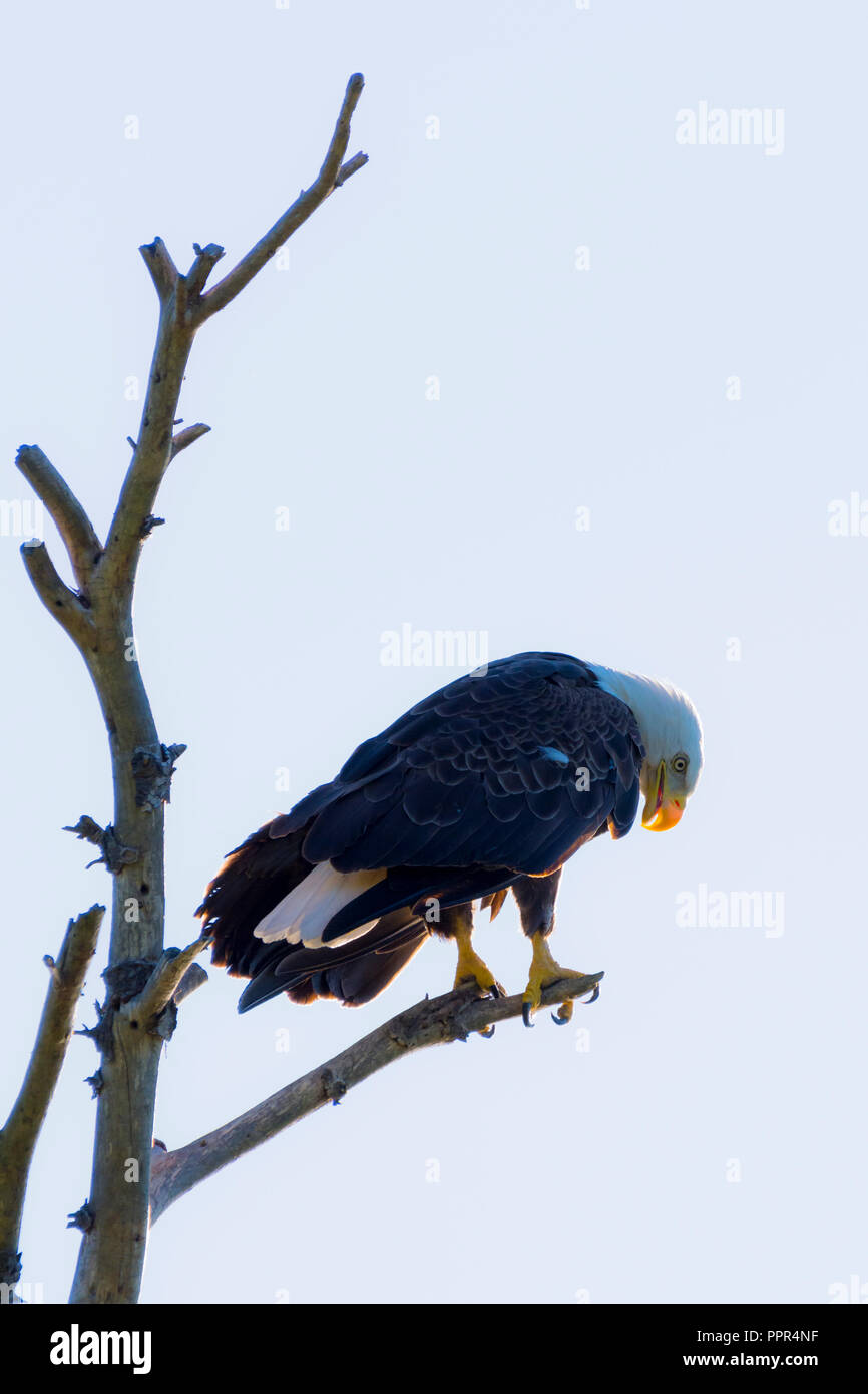 Dead american eagle hi-res stock photography and images - Alamy