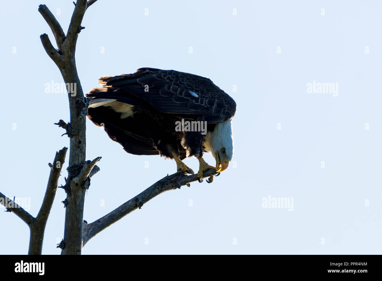 Adult Bald eagle (Haliaeetus leucocephalus) perched in dead tree ...
