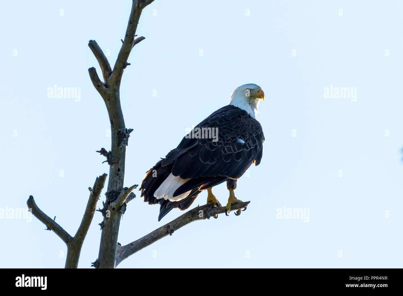 Adult Bald eagle (Haliaeetus leucocephalus) perched in dead tree ...