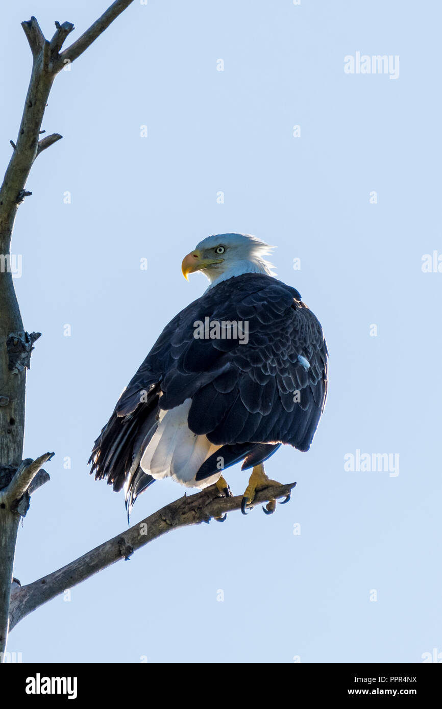 Adult Bald eagle (Haliaeetus leucocephalus) perched in dead tree ...