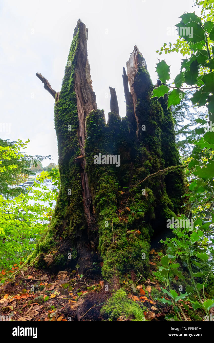 Broken tree hi-res stock photography and images - Alamy