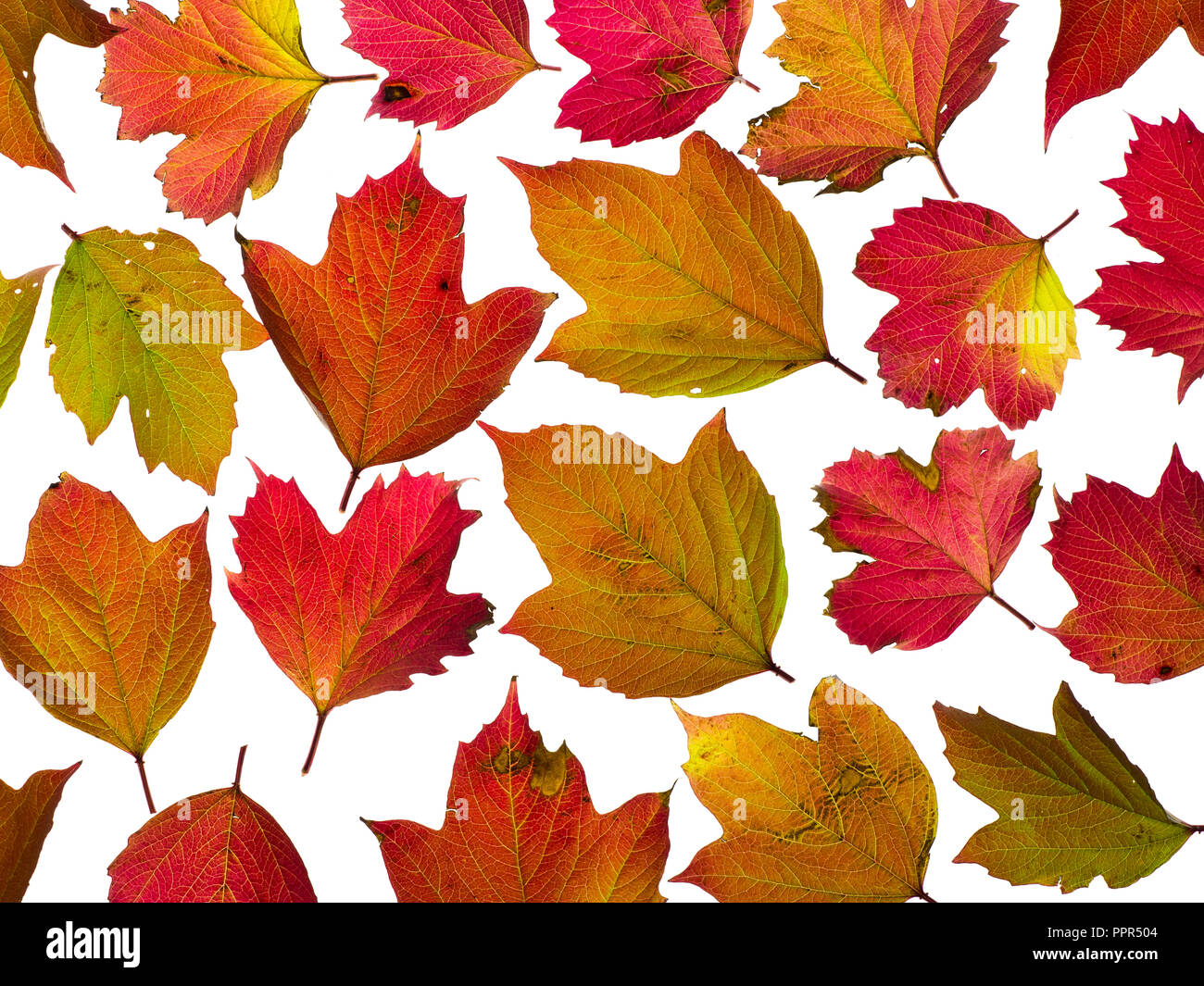 Graphic viburnum opulus hi-res stock photography and images - Alamy