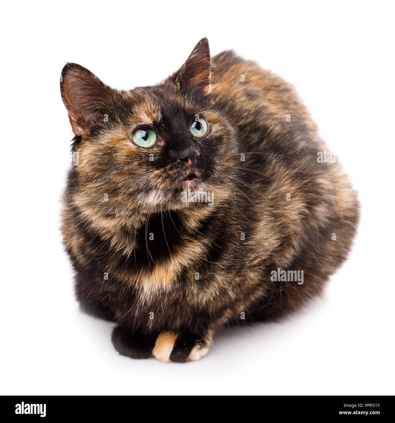 Portrait of domestic kitten. Cute young cat. Curious young striped ...