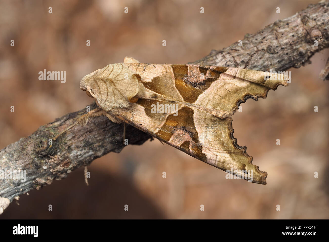 Angle shades moth hi-res stock photography and images - Alamy